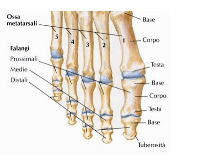 Metatarso e falangi - Scienza del Movimento