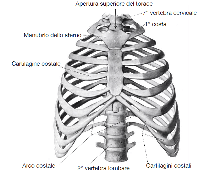Il tronco - Scienza del Movimento