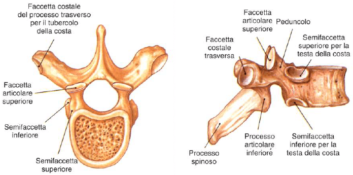 Le vertebre - Scienza del Movimento