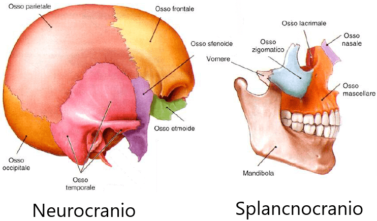 Il cranio - Scienza del Movimento