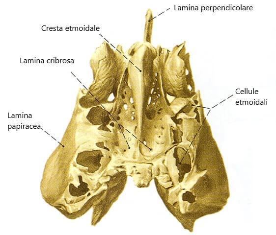 Etmoide - Scienza del Movimento