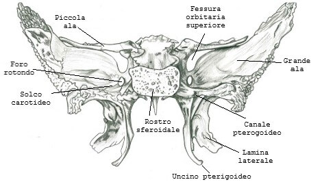 Sfenoide - Scienza del Movimento