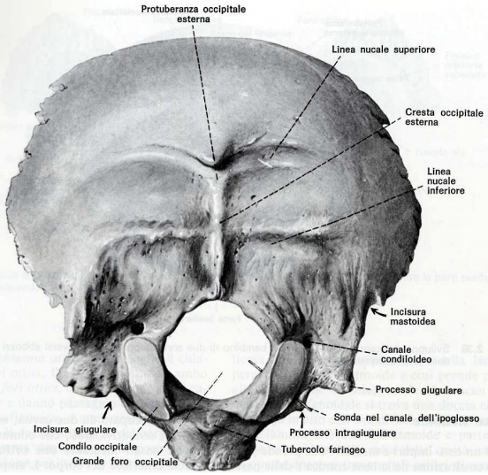 Osso occipitale - Scienza del Movimento