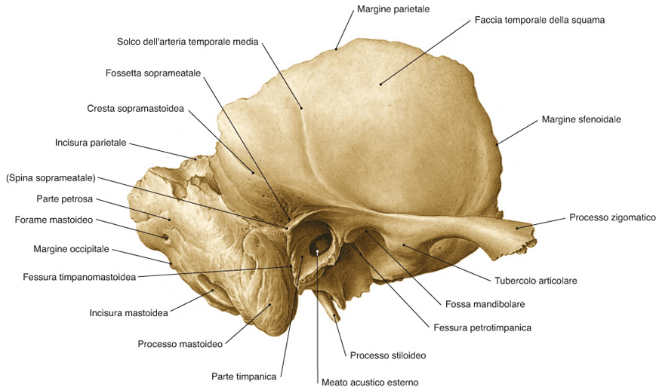 Osso temporale - Scienza del Movimento