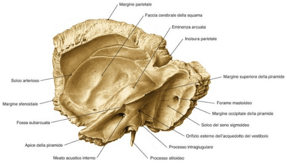 Fossa Jugular Do Osso Temporal