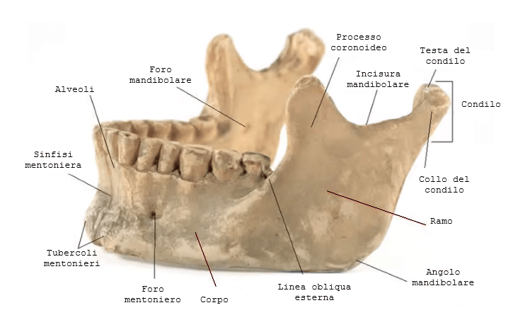 Mandibola - Scienza del Movimento